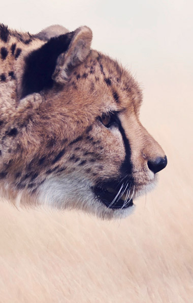 prock-prock.at TIERE SIND DIE BESSEREN MENSCHEN - prock-prock.at